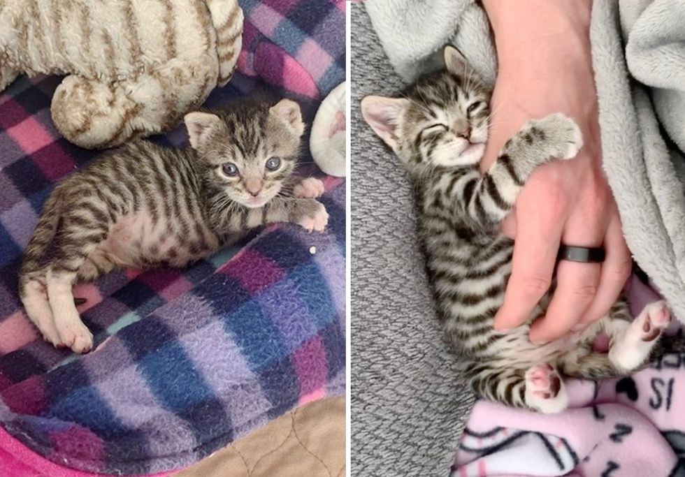 Stray Kitten with Fighting Spirit Finds Kindest People to Help Her ...