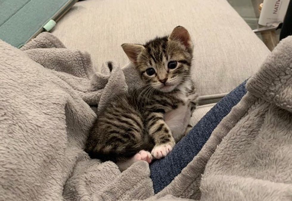 Stray Kitten with Fighting Spirit Finds Kindest People to Help Her ...