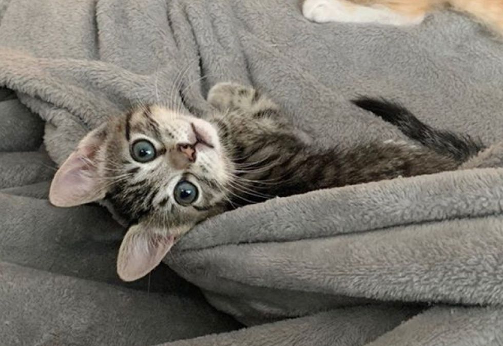 Stray Kitten with Fighting Spirit Finds Kindest People to Help Her ...