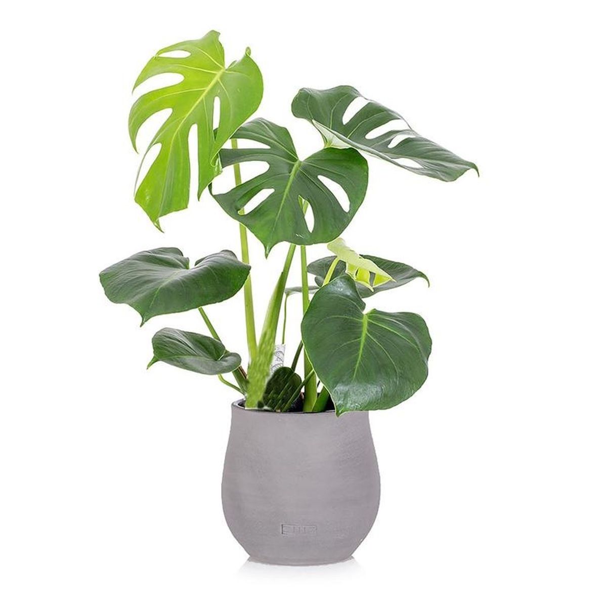 Monstera - xoNecole