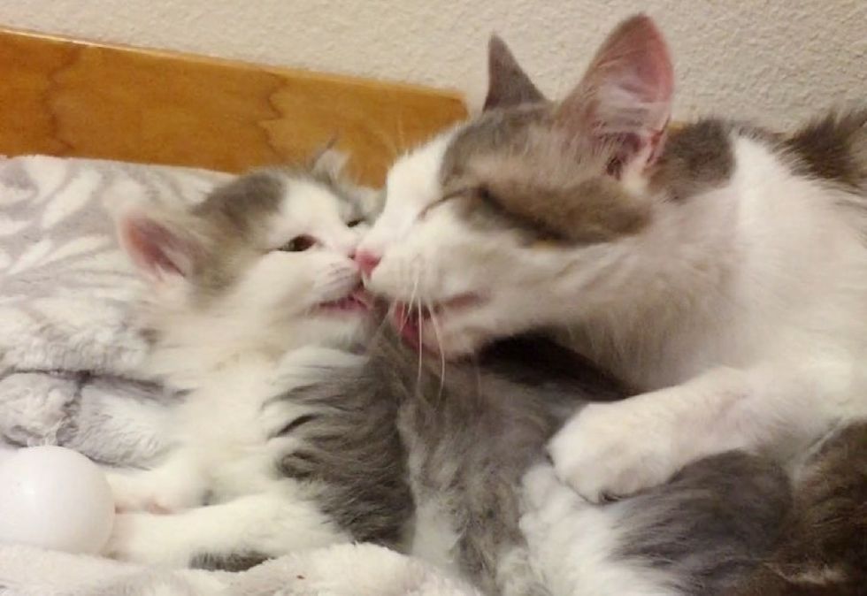 Stray Cat Comes to Family Just in Time so Her Kittens Can Live Best ...