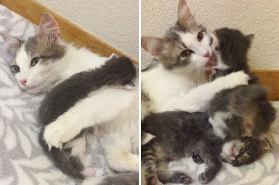 Stray Cat Comes to Family Just in Time so Her Kittens Can Live Best ...