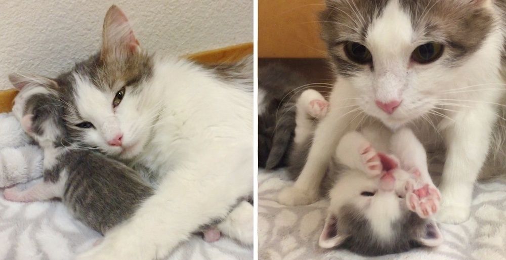 Stray Cat Comes to Family Just in Time so Her Kittens Can Live Best ...