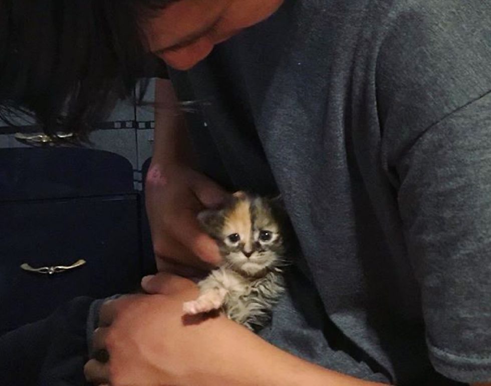 Kitten Found in a Field Cuddles Young Man and Insists On Staying with ...