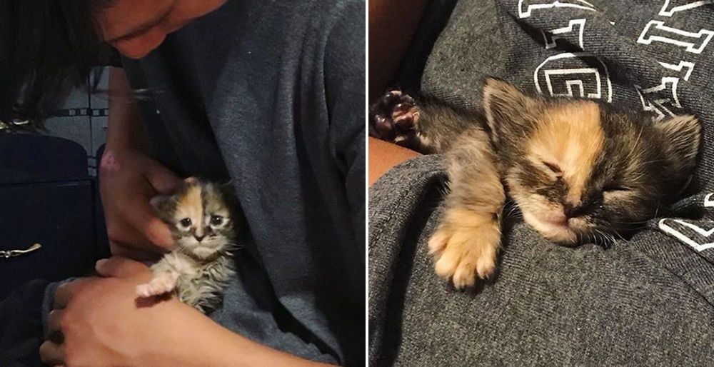 Kitten Found in a Field Cuddles Young Man and Insists On Staying with ...