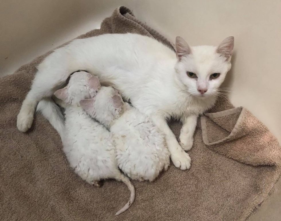 Stray Cat Brought Her Kittens to Family's Yard So Their Lives Could Be ...