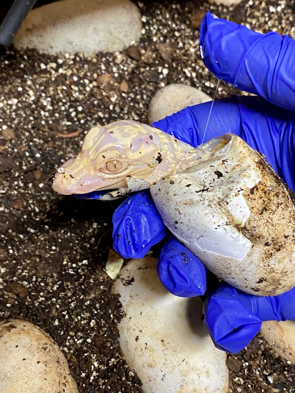 Rare albino alligator babies hatch at Florida wildlife park - It's a ...