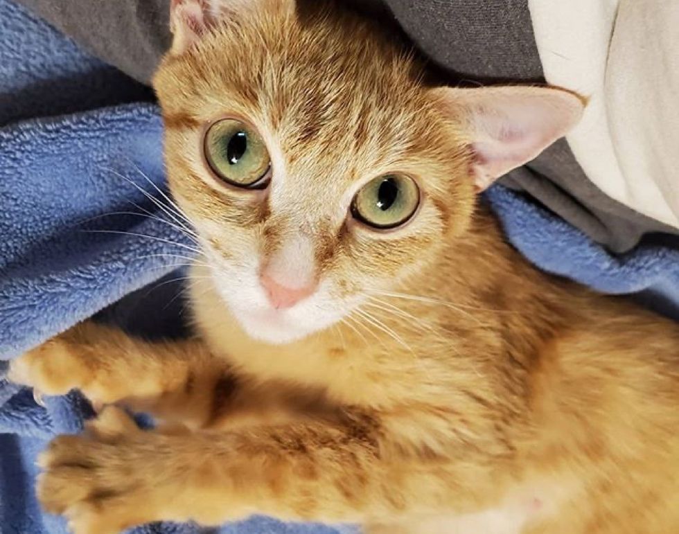 Stray Cat Comes Back to Woman She Befriended So Her Kittens Can Be ...