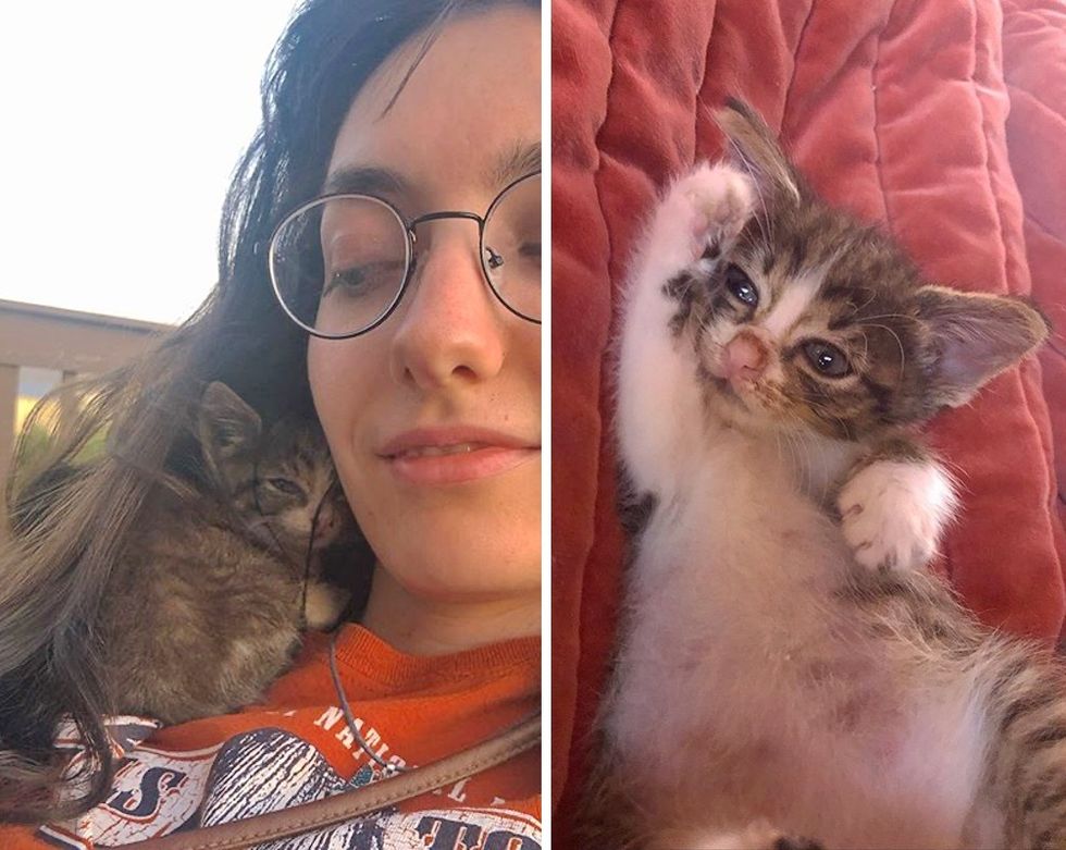 Kitten Found in Field Runs to a Couple and Insists on Going Home with ...