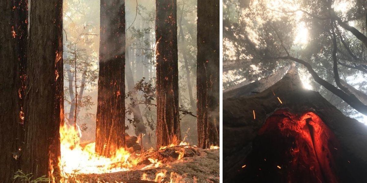 2,000-year-old redwoods survive devastating wildfires in California ...