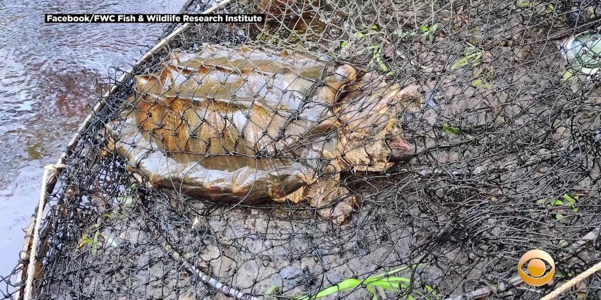 Researchers catch 100-pound ‘alligator snapping turtle’ in – you ...