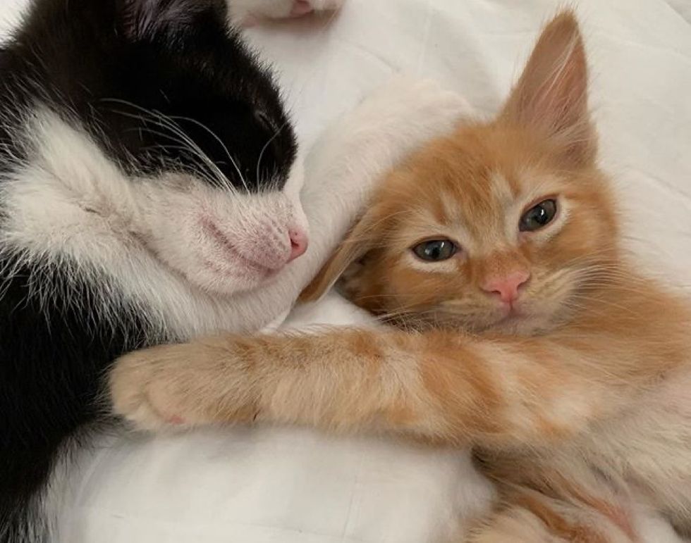 Kitten with 3 Paws Finds Perfect Friend to Help Him Get Better - Love Meow