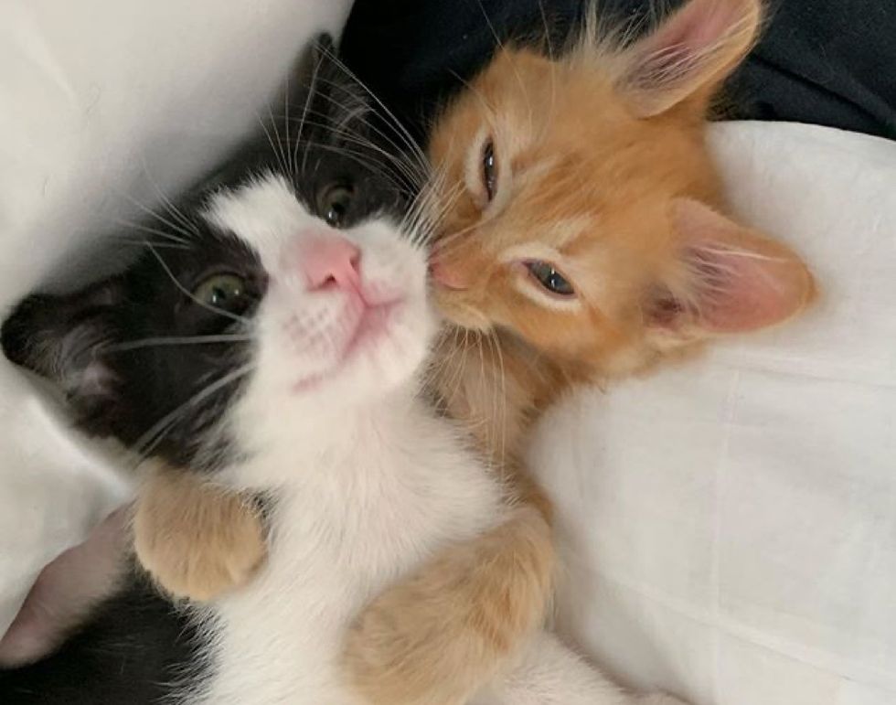 Kitten with 3 Paws Finds Perfect Friend to Help Him Get Better - Love Meow