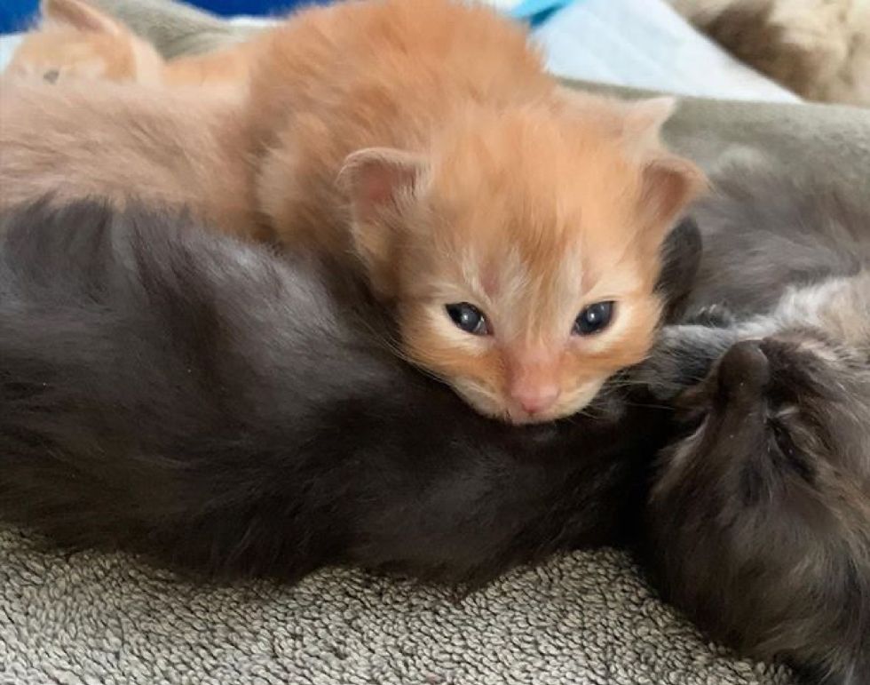 Kitten with 3 Paws Finds Perfect Friend to Help Him Get Better - Love Meow