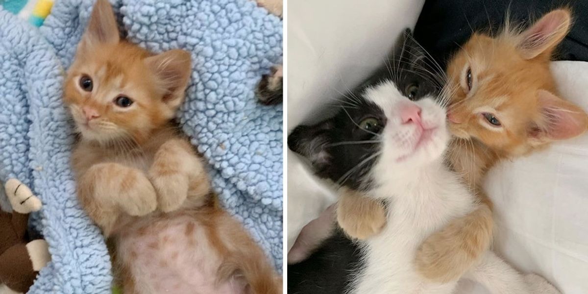 Kitten with 3 Paws Finds Perfect Friend to Help Him Get Better - Love Meow