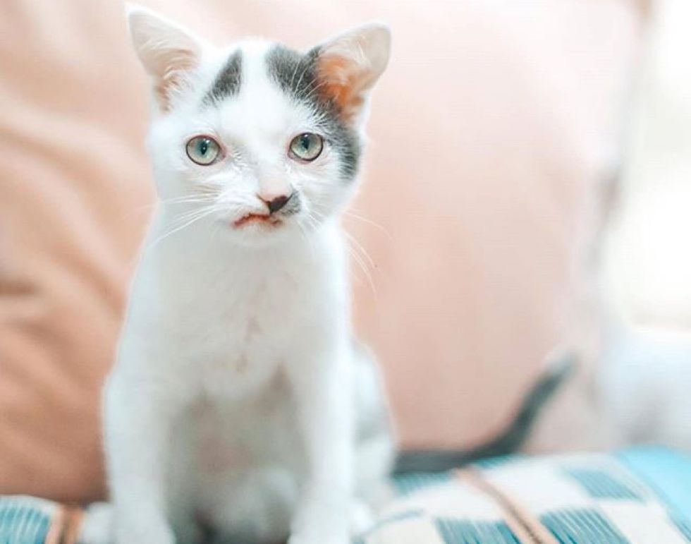 Kitten with Sweetest Face and Strong Spirit Has His Life Turned Around ...