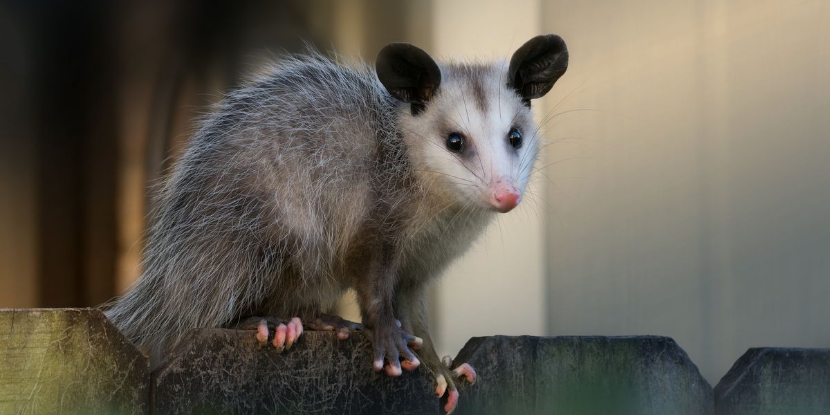 In defense of possums, the cute critters you should want around - It's ...