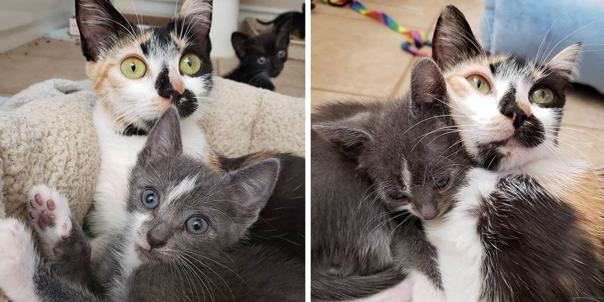 Cat and Her Overly Attached Kitten Hope for Home Together After Life on ...