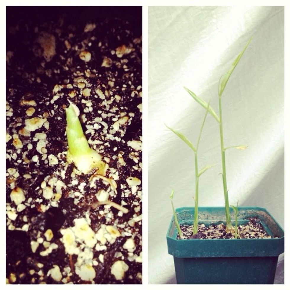 How to grow ginger - B+C Guides