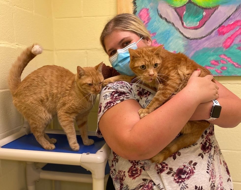 Woman Comes to Shelter for Cat and His Bonded Brother, Making Their ...