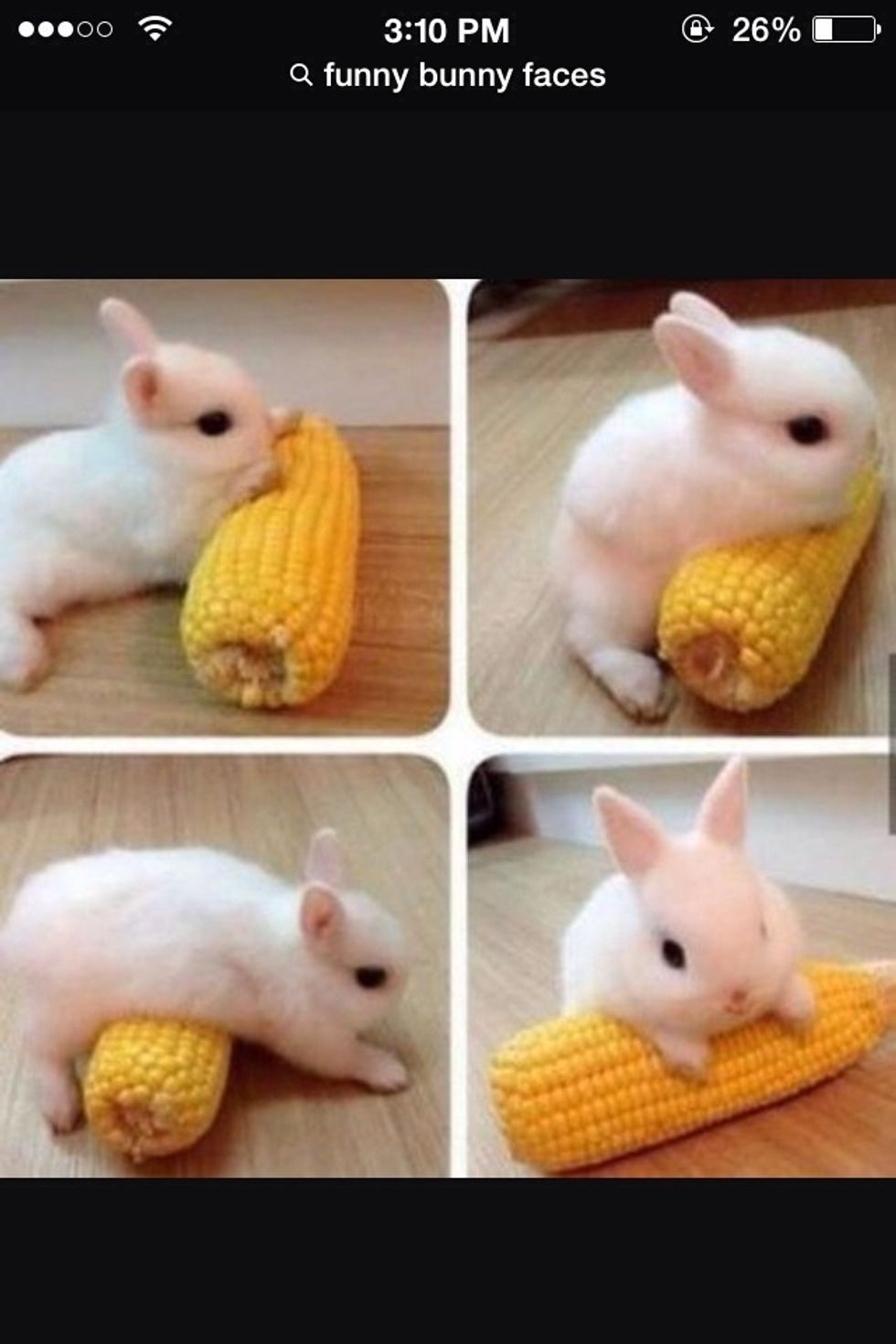 How to weird funny rabbits - B+C Guides