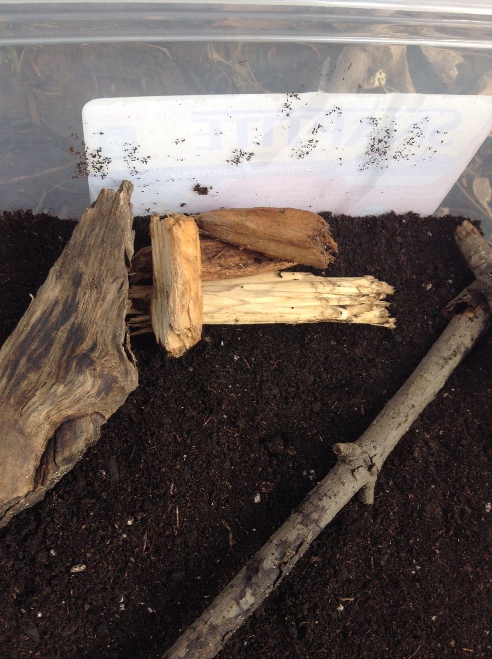 How to make a land snail cage - B+C Guides