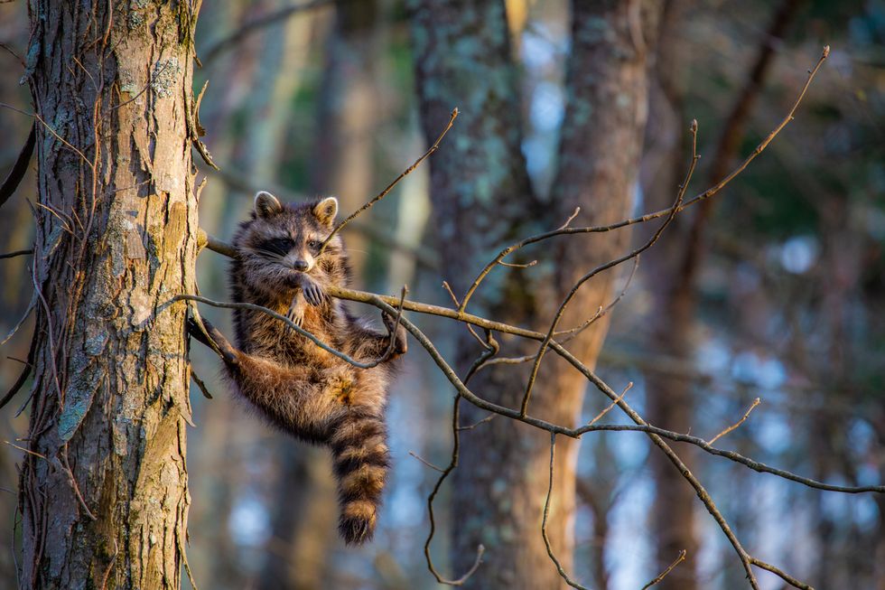 21 of the funniest photos from the Comedy Wildlife Awards - Upworthy