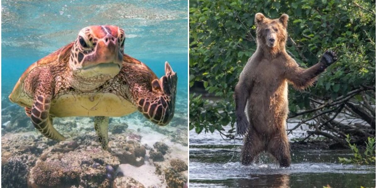 21 of the funniest photos from the Comedy Wildlife Awards - Upworthy