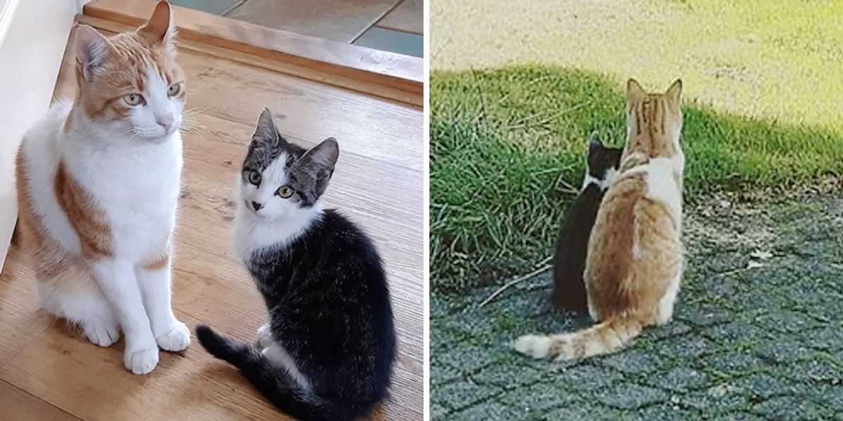 Cat Befriends Stray Kitten from Yard and Brings Him into His Home ...