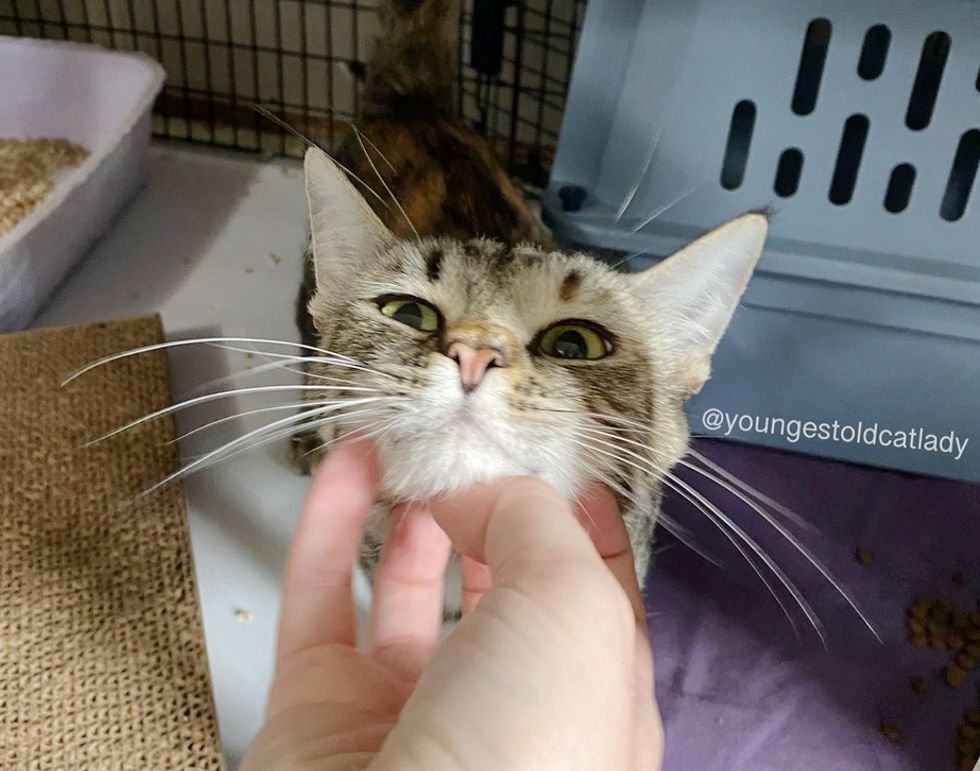 Stray Cat So Happy to Find Help for Her Kittens After Being Rescued By ...