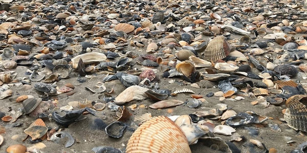 North Carolina's Outer Banks blanketed in seashells thanks to Hurricane ...
