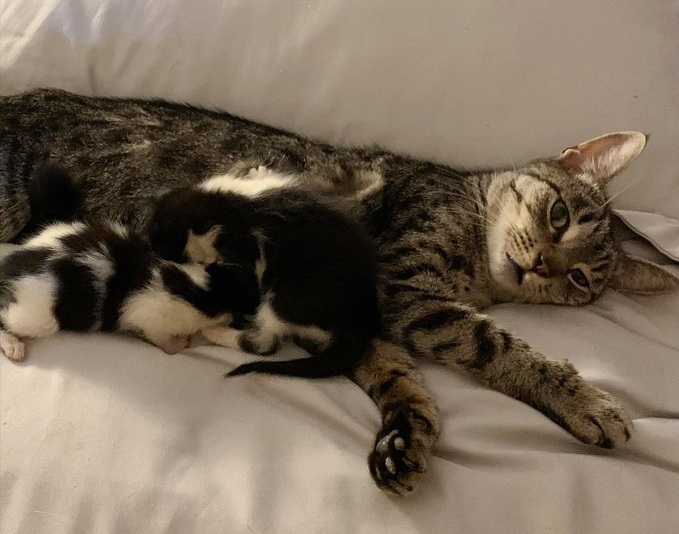 Family Brought Kittens Home, Their Foster Cat Took Them in as Her Own ...