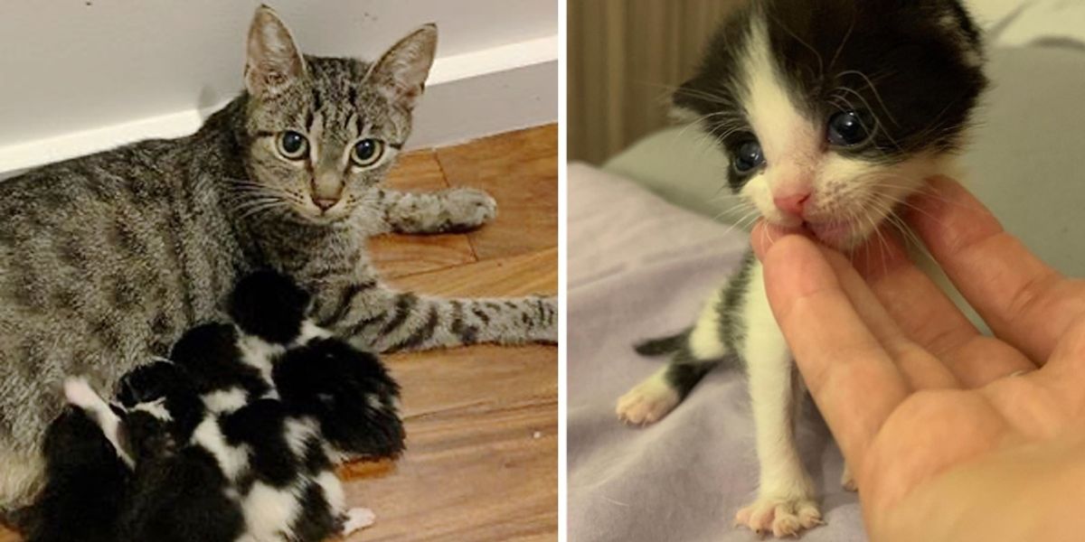 Family Brought Kittens Home, Their Foster Cat Took Them in as Her Own ...