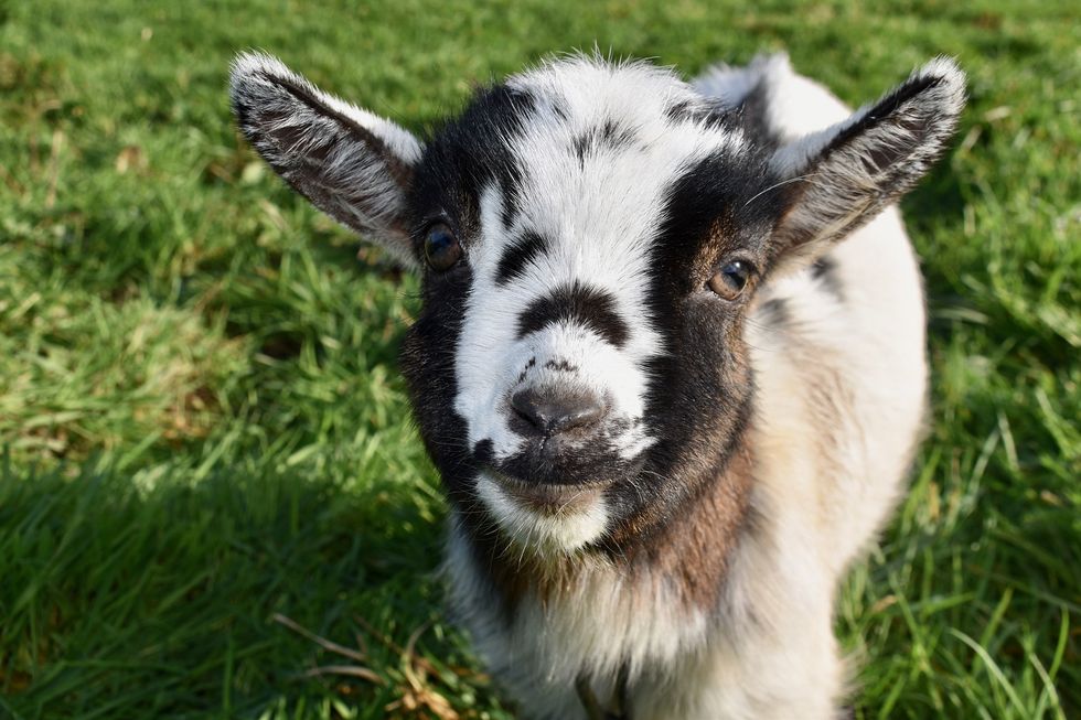 Research shows looking at photos of baby animals improves your mood, so ...