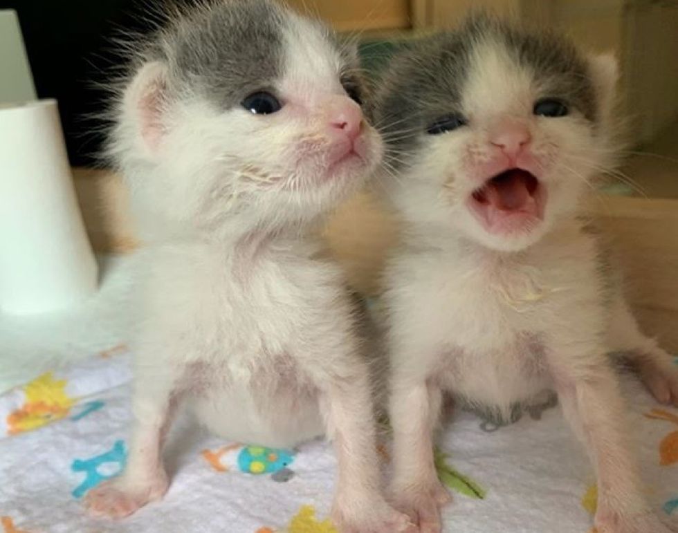 Nearly Identical Kittens Never Leave Each Other's Side After Being ...