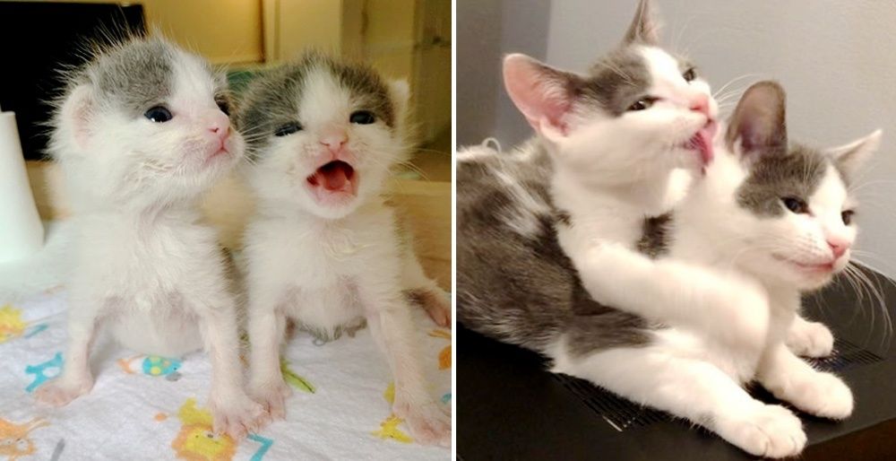 Nearly Identical Kittens Never Leave Each Other's Side After Being ...