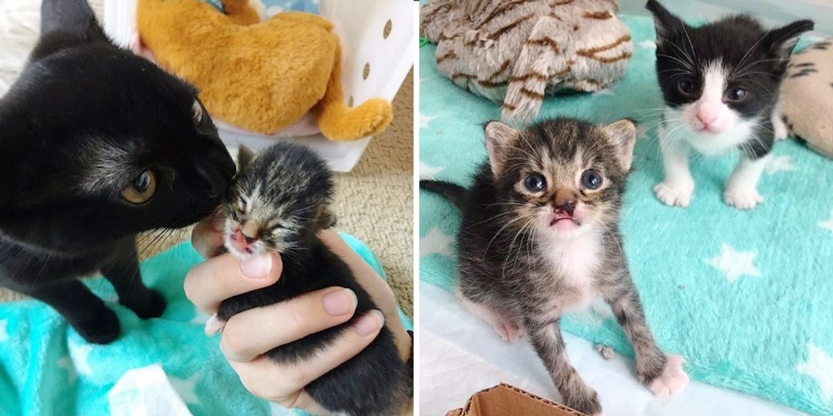 Sweet Kitten Finds Perfect Friend and Hopes to Spend Life Together with ...