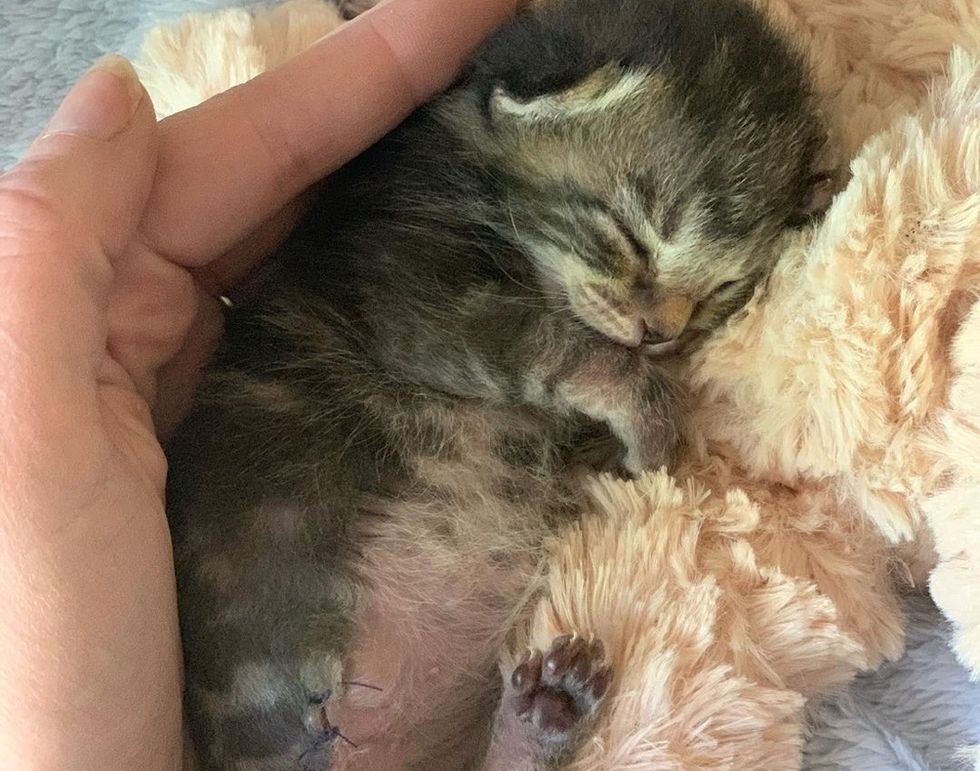 Kitten with 3 Paws and Incredible Will to Live Now Has Nurturing Dog to ...