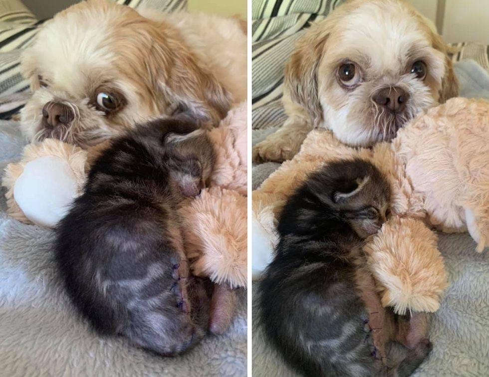 Kitten with 3 Paws and Incredible Will to Live Now Has Nurturing Dog to ...