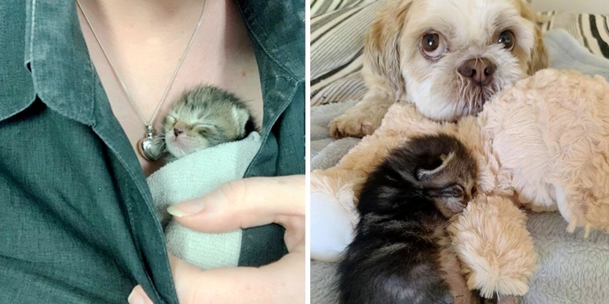 Kitten with 3 Paws and Incredible Will to Live Now Has Nurturing Dog to ...