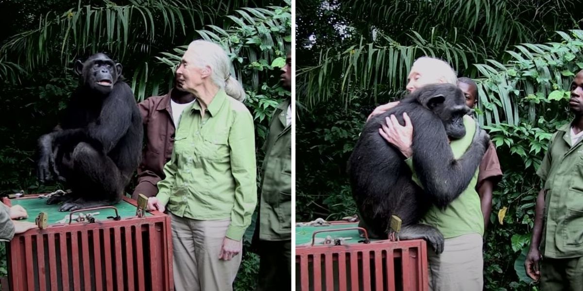 A rescued chimp unexpectedly embraced Jane Goodall upon her release ...
