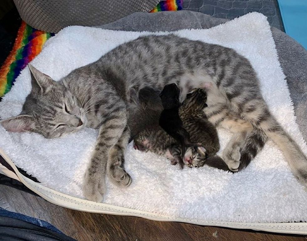 Family Found Stray Cat and Her Newborn Kittens on Their Patio and Knew ...