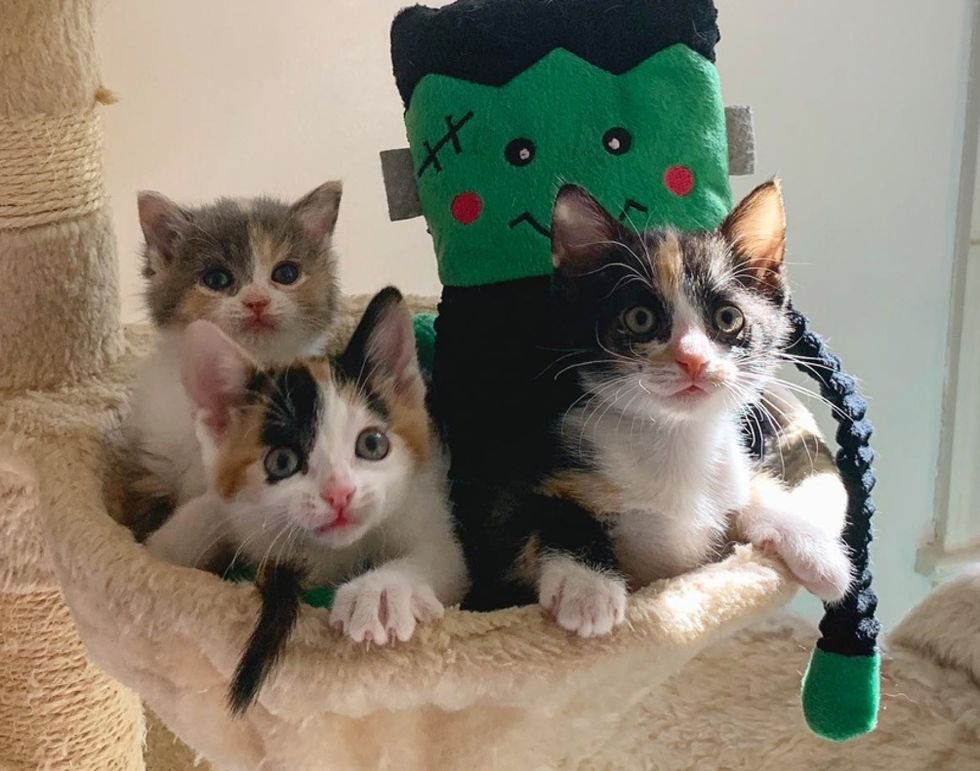 Pint-sized Kitten Has Her Dream Come True with New Sisters After Being ...