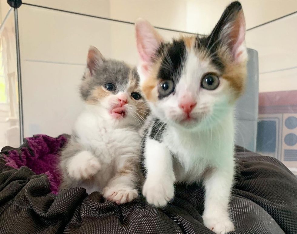 Pint-sized Kitten Has Her Dream Come True with New Sisters After Being ...