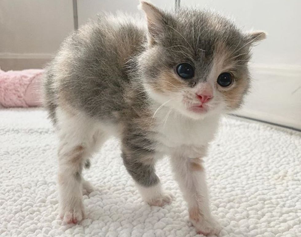 Pint-sized Kitten Has Her Dream Come True with New Sisters After Being ...