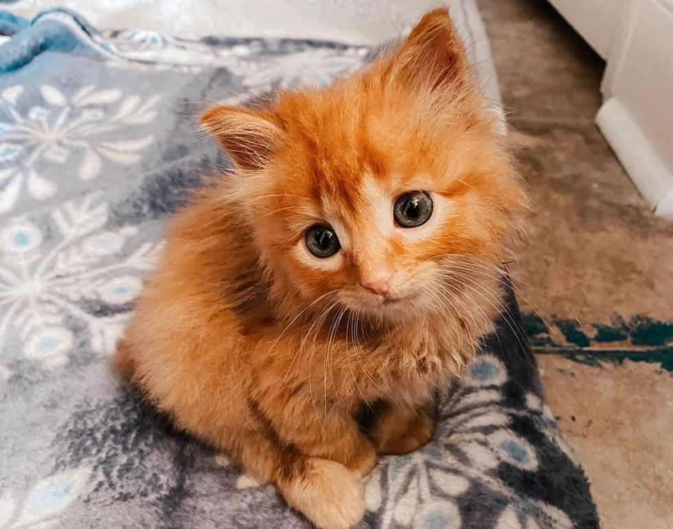 Kitten Finds Family of Her Dreams and Wins Everyone Over with Her ...