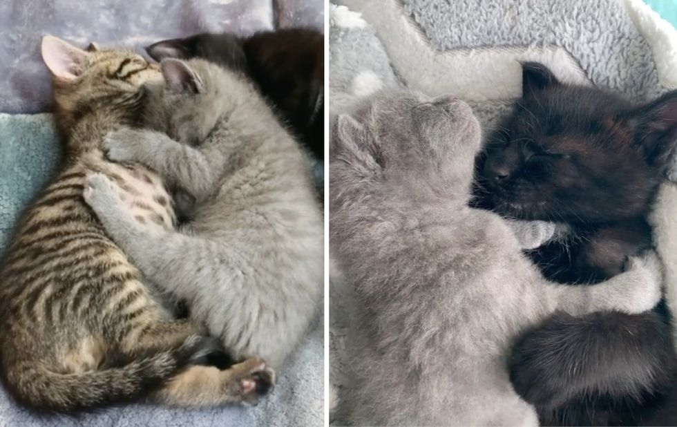 Woman Came to Shelter for 3 Kittens But Couldn't Leave Tiny Orphan ...