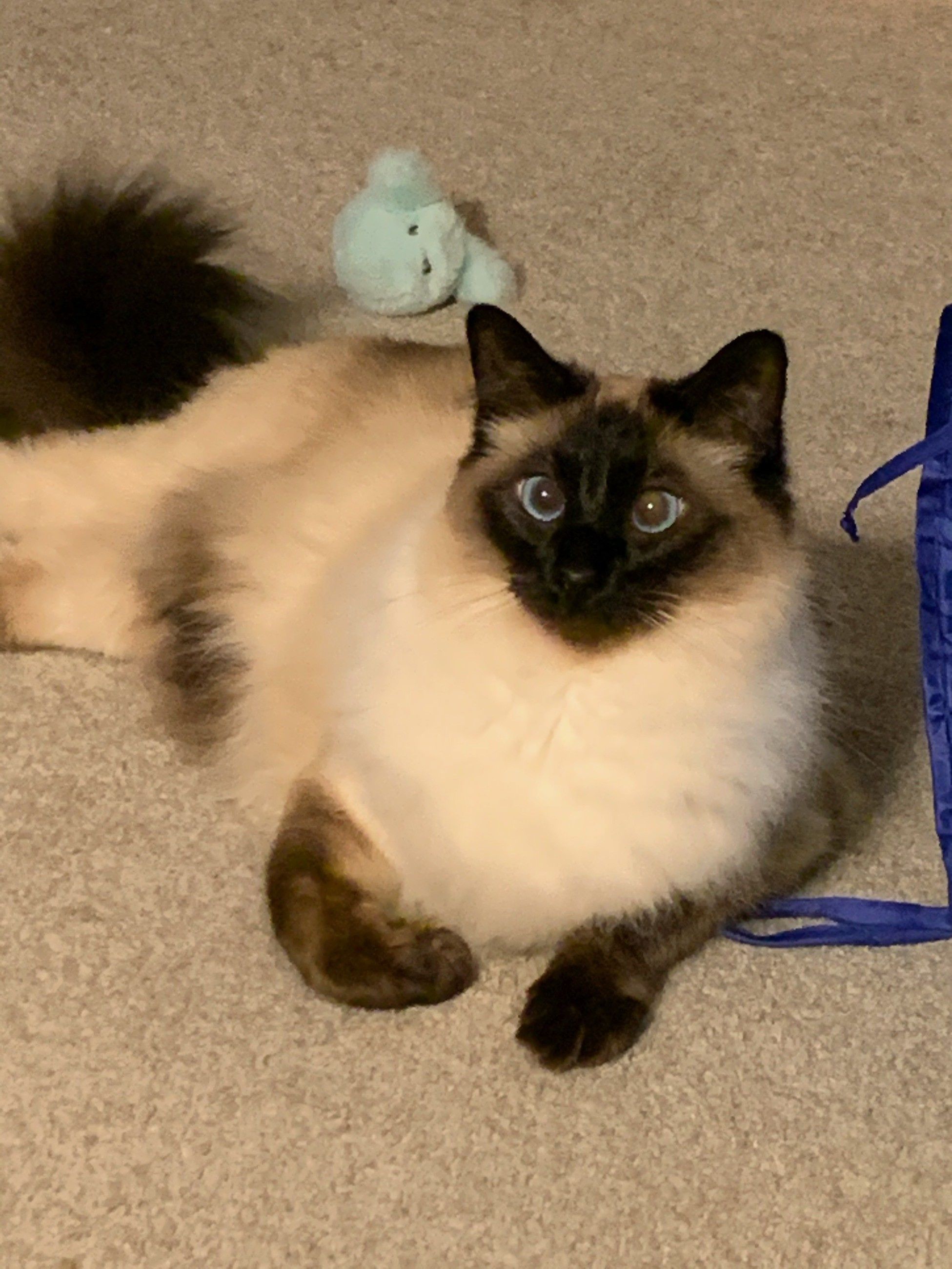 Meet My Cat, Neville, Who Lives In Pennsylvania
