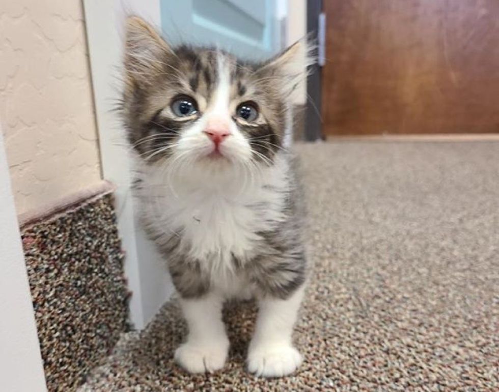 Kitten with 3 Paws Determined to Keep Up with His Siblings After Being ...