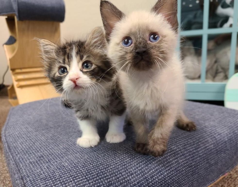 Kitten with 3 Paws Determined to Keep Up with His Siblings After Being ...
